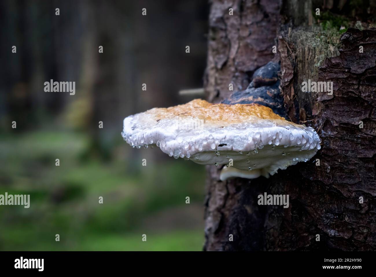 Tree sap on wood floor hi-res stock photography and images - Alamy
