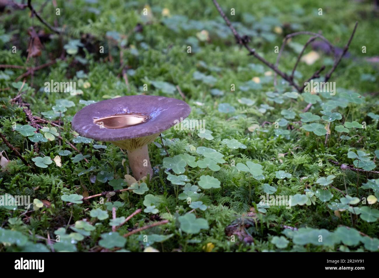 Damsel russula (Russula cyanoxantha) on moss in forest with puddle on ...
