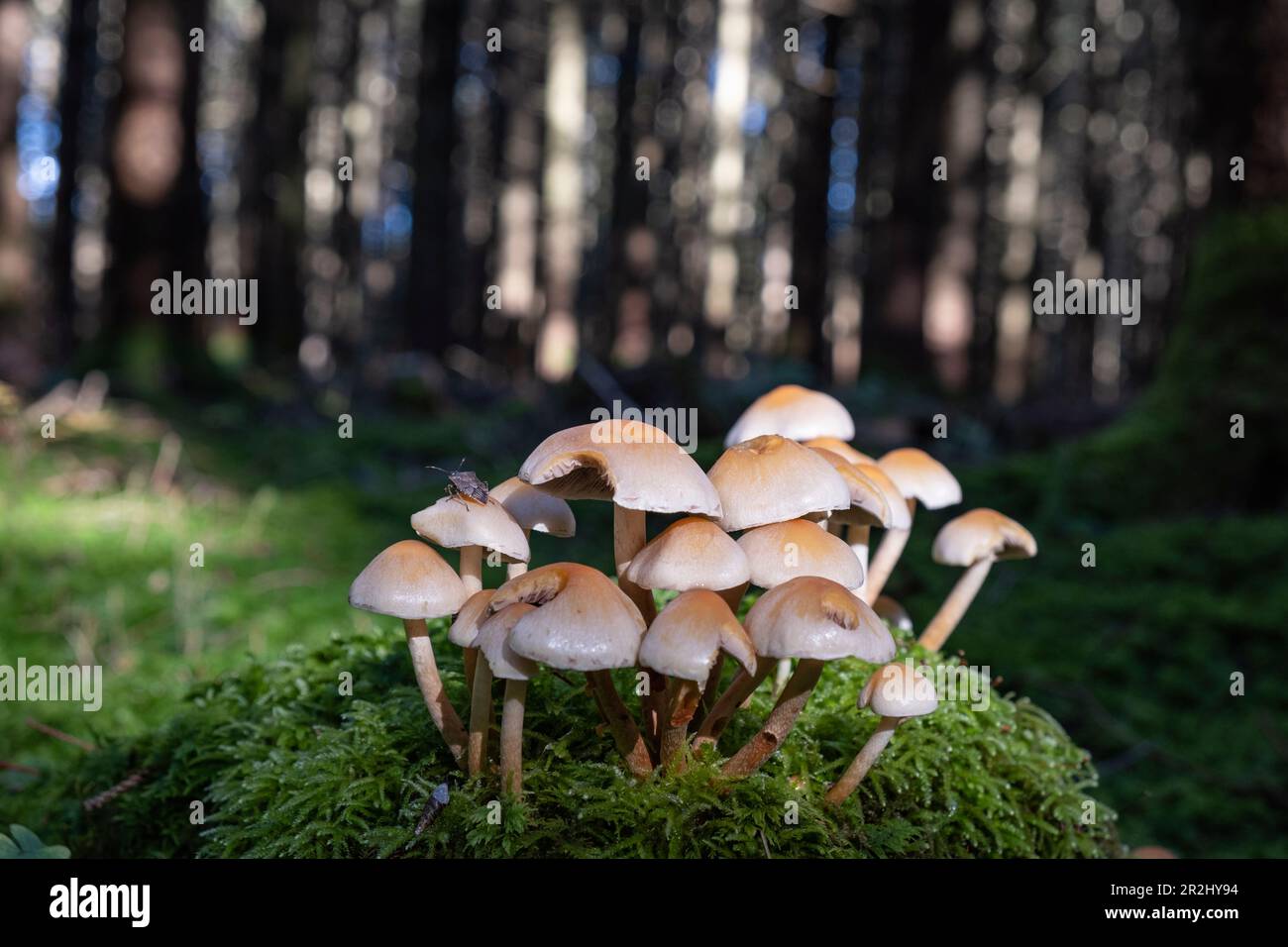 Honey fungus (Armillaria) on moss in forest with marbled stink bug ...