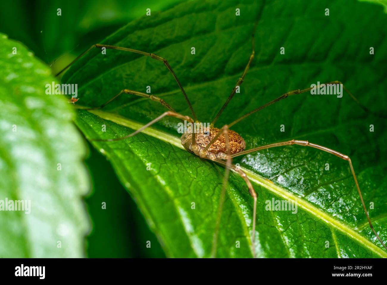 Harvest spider hi-res stock photography and images - Alamy