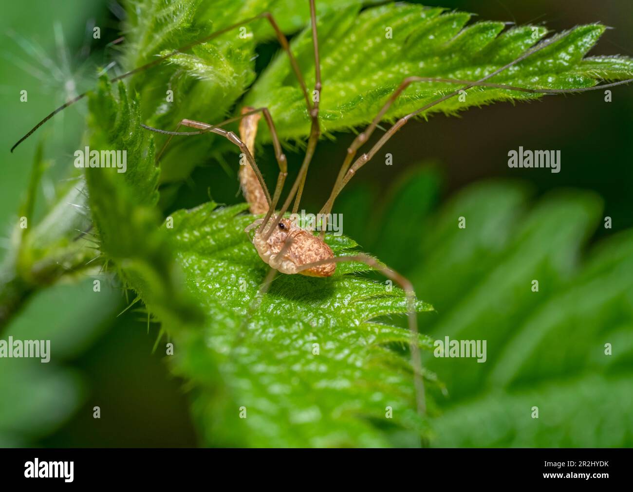 Harvest spider hi-res stock photography and images - Alamy