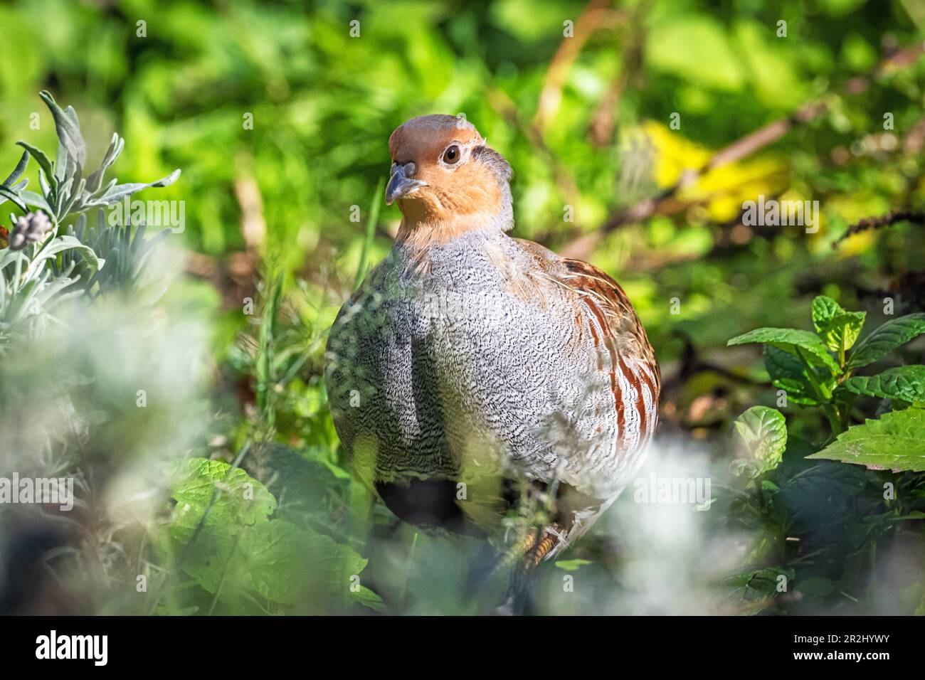 Young partridge in natural environment, gray partridge, gallinaceous ...