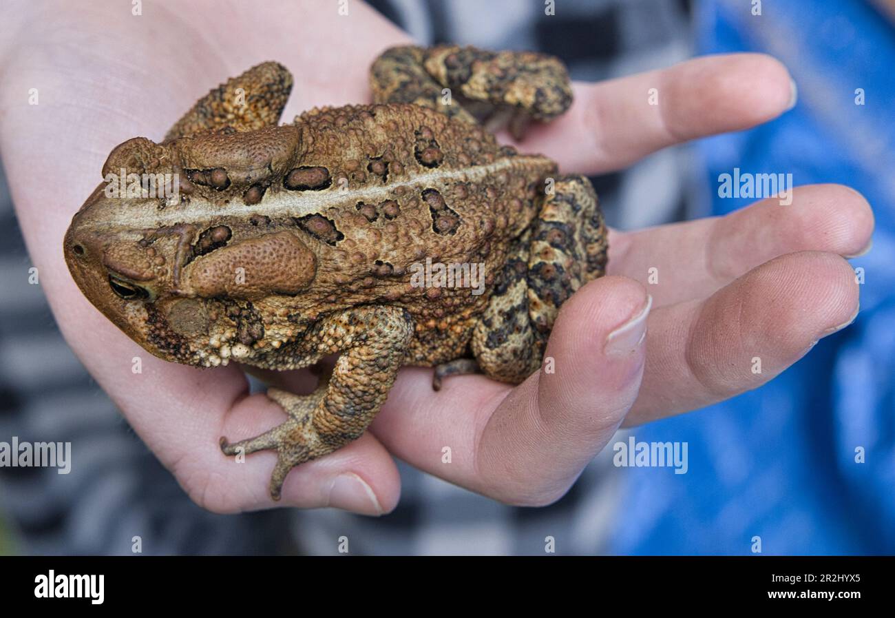 Garden frog in hand of child Stock Photo - Alamy