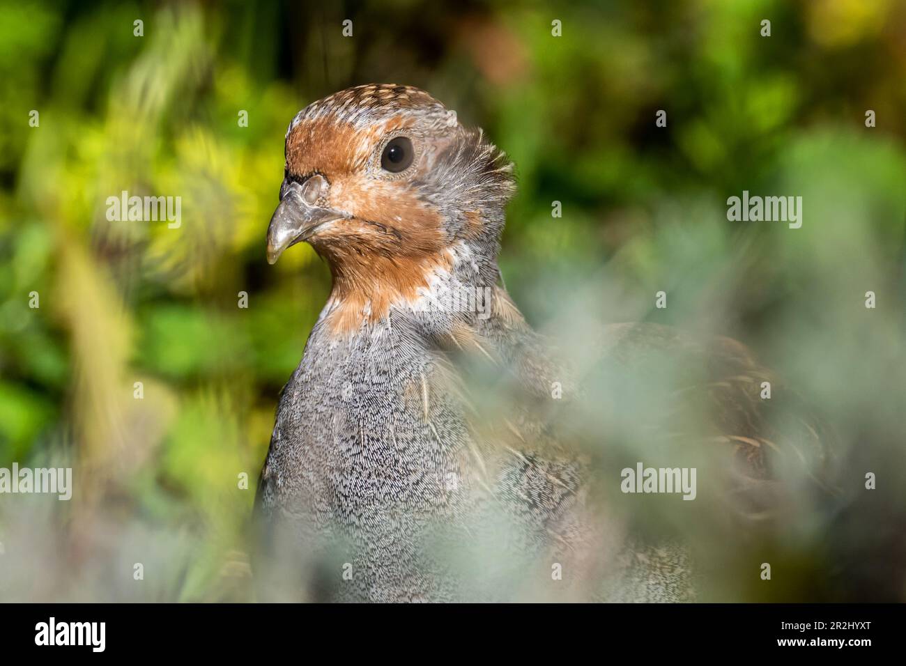 Young partridge in natural environment, gray partridge, gallinaceous ...