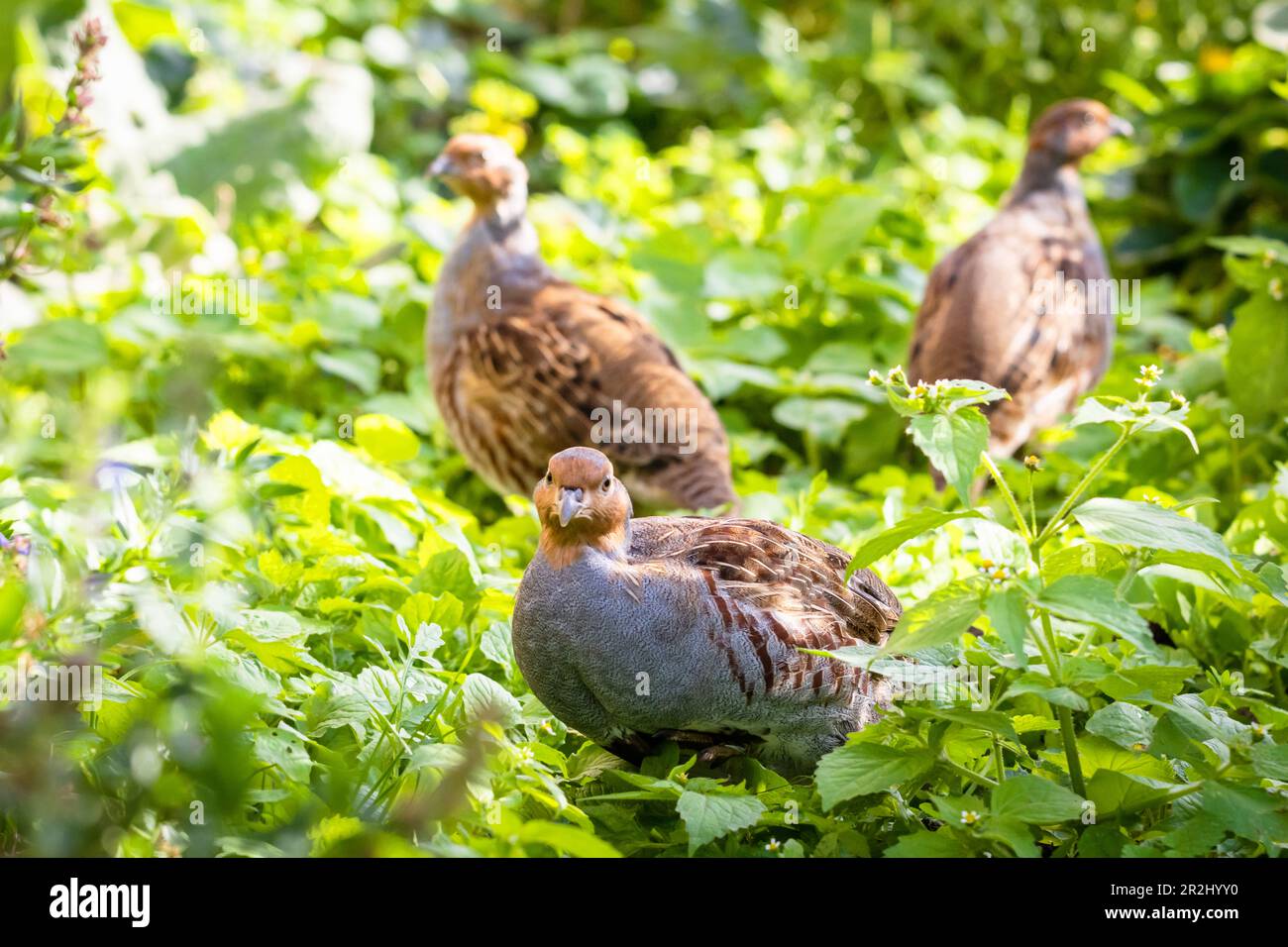 Young partridges in an autumn environment, gray partridge, gallinaceous ...