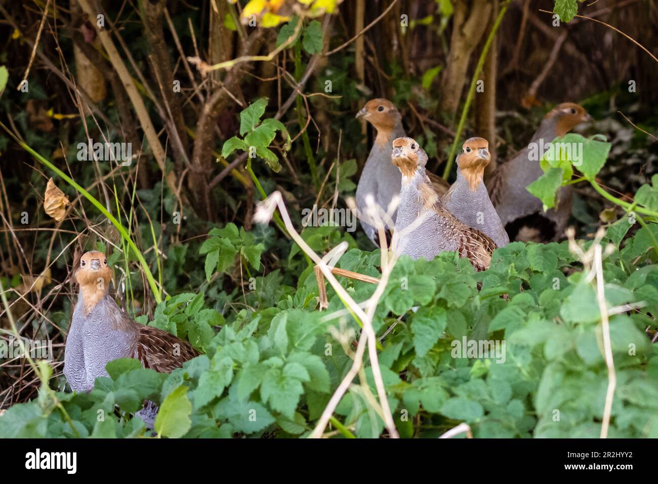 Young partridges in autumnal surroundings in their habitat kink ...