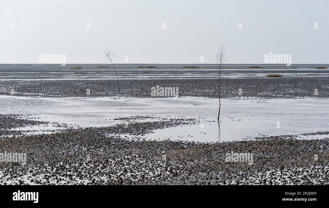 Two saplings in the Wadden Sea, Mandø Island, Denmark's only tidal ...