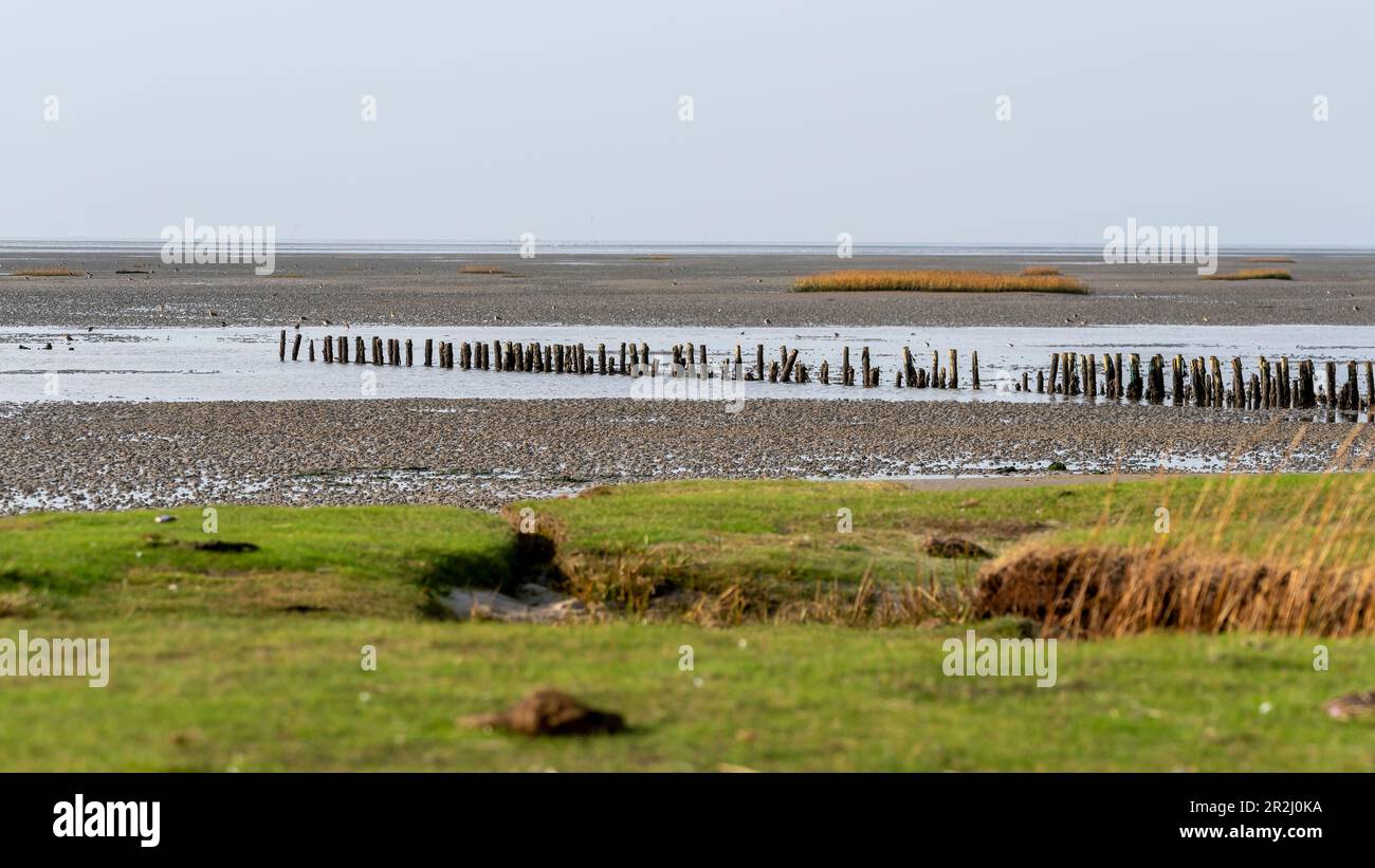 Wadden Sea, Mandø Island, Denmark's only tidal island, Vadehavet ...