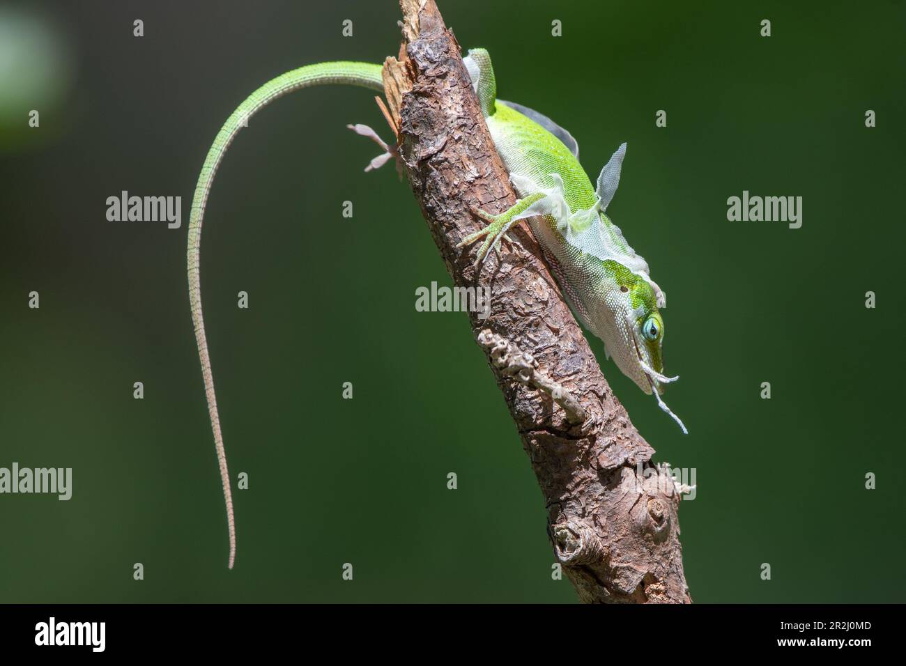An American green anole, Anolis carolinensis, sitting on a stick as it ...