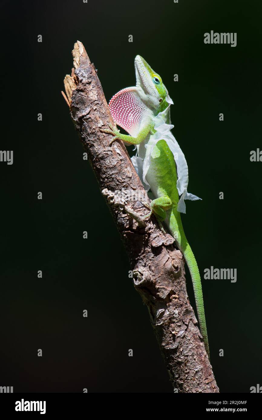 A green anole, Anolis carolinensis, displaying its pink dewlap against ...