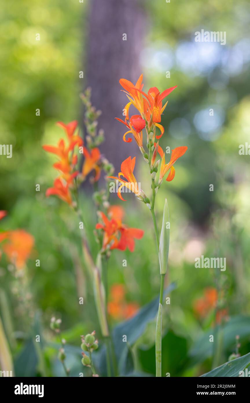 Red Orange Flowers Texas