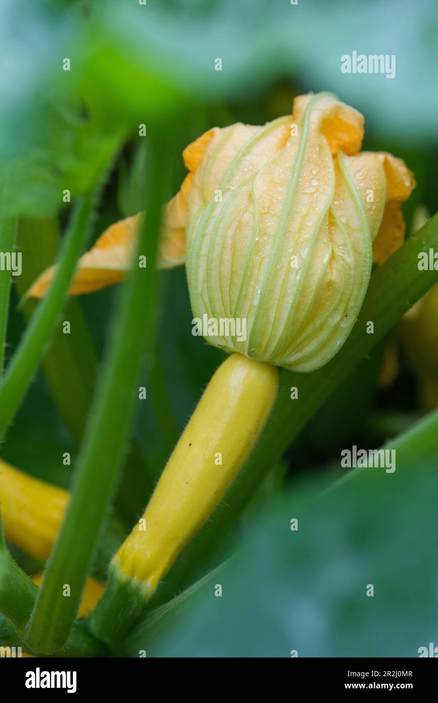 Yellow zucchini with flower still attached growing in the vegetable ...