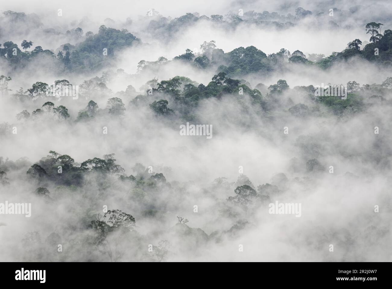 Thick fog over the Danum Valley, Sabah, Borneo, Malaysia Stock Photo ...