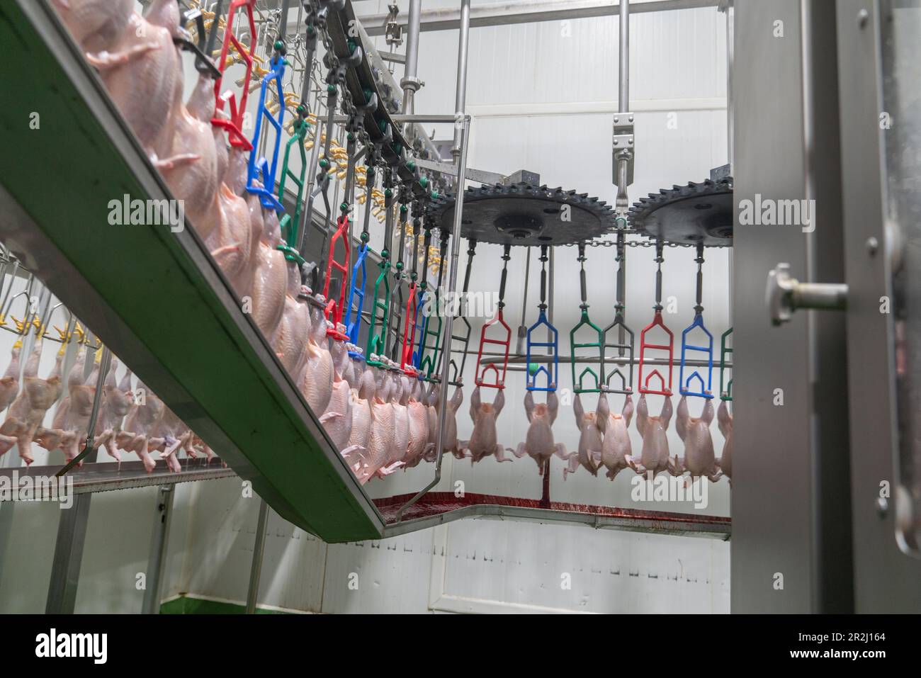 Fresh chicken after pull head move on conveyor chain in modern poultry ...