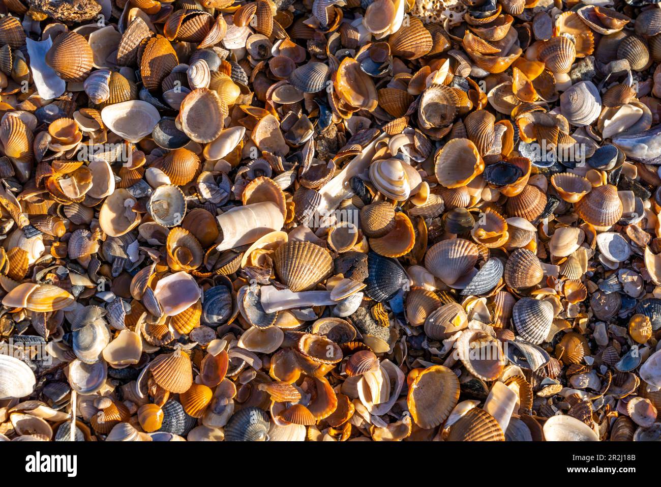 Mussels in the Het Zwin nature reserve on the North Sea Stock Photo - Alamy