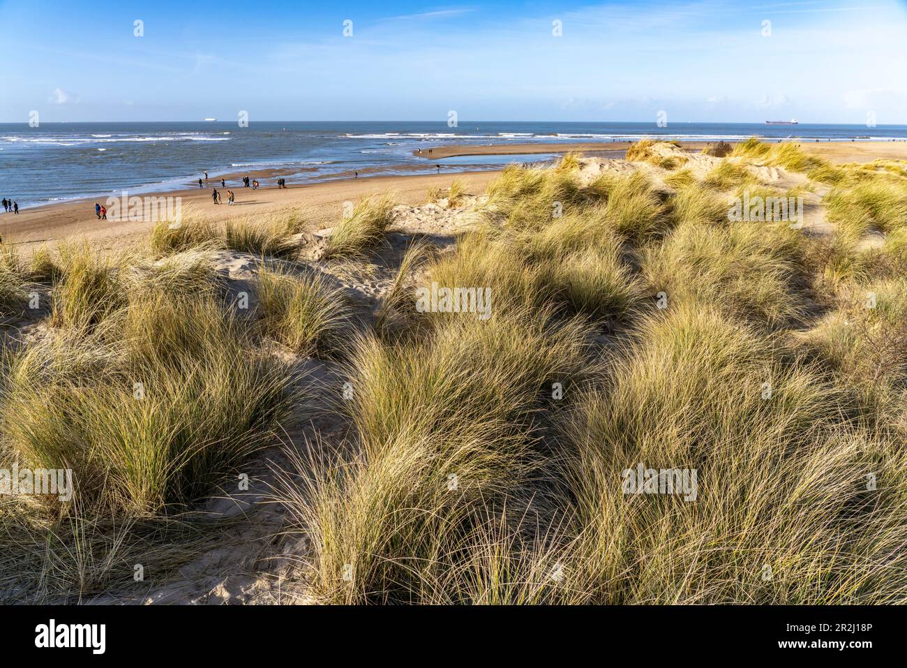 Beach of the Het Zwin nature reserve on the North Sea between Belgium ...