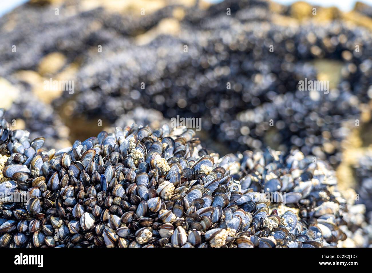 Mussels Mytilidae on a rock, Frehel, Brittany, France Stock Photo - Alamy