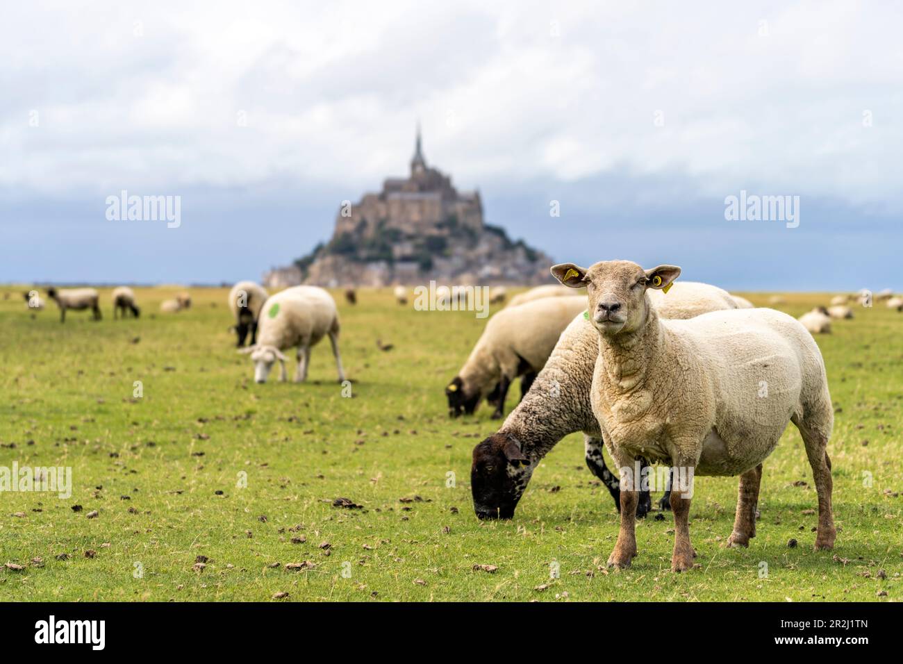 Sheep in front of the Mont Saint-Michel monastery hill, Le Mont-Saint ...