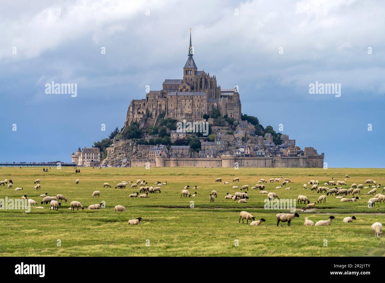 Sheep in front of the Mont Saint-Michel monastery hill, Le Mont-Saint ...