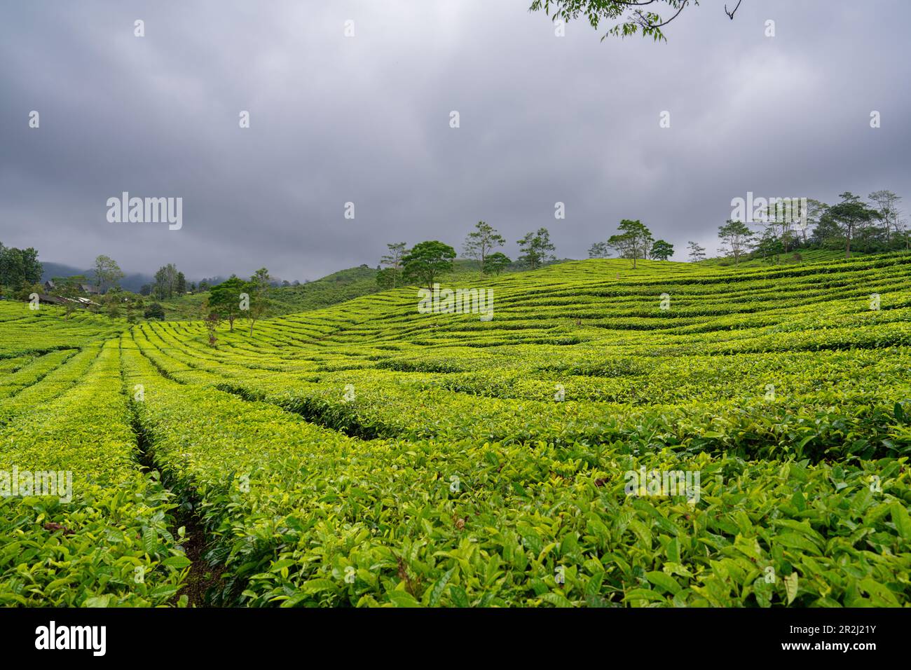Views of the Sukadana tea plantation, West Java, Indonesia, Southeast ...