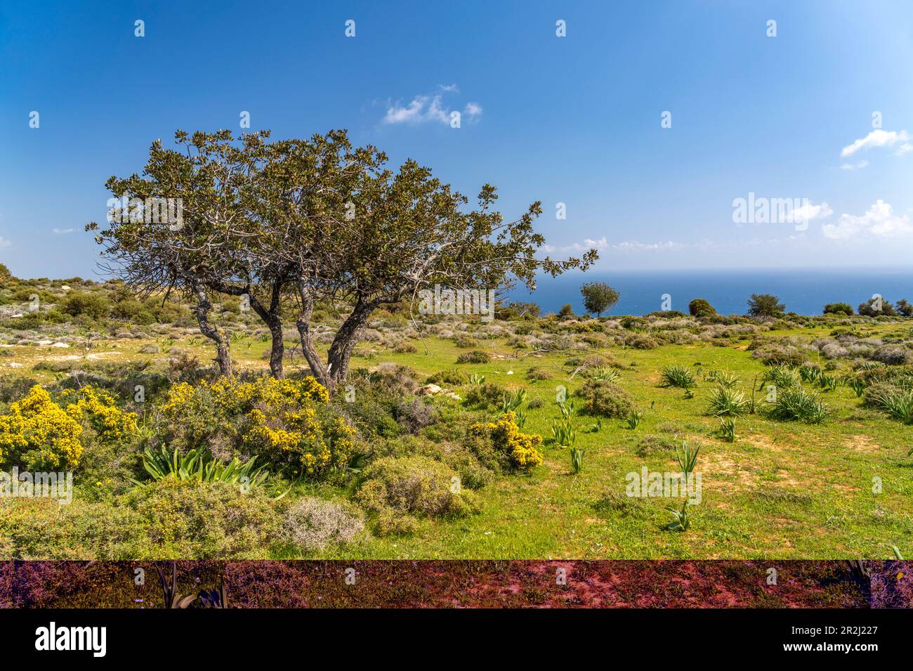 Cape aspro hi-res stock photography and images - Alamy