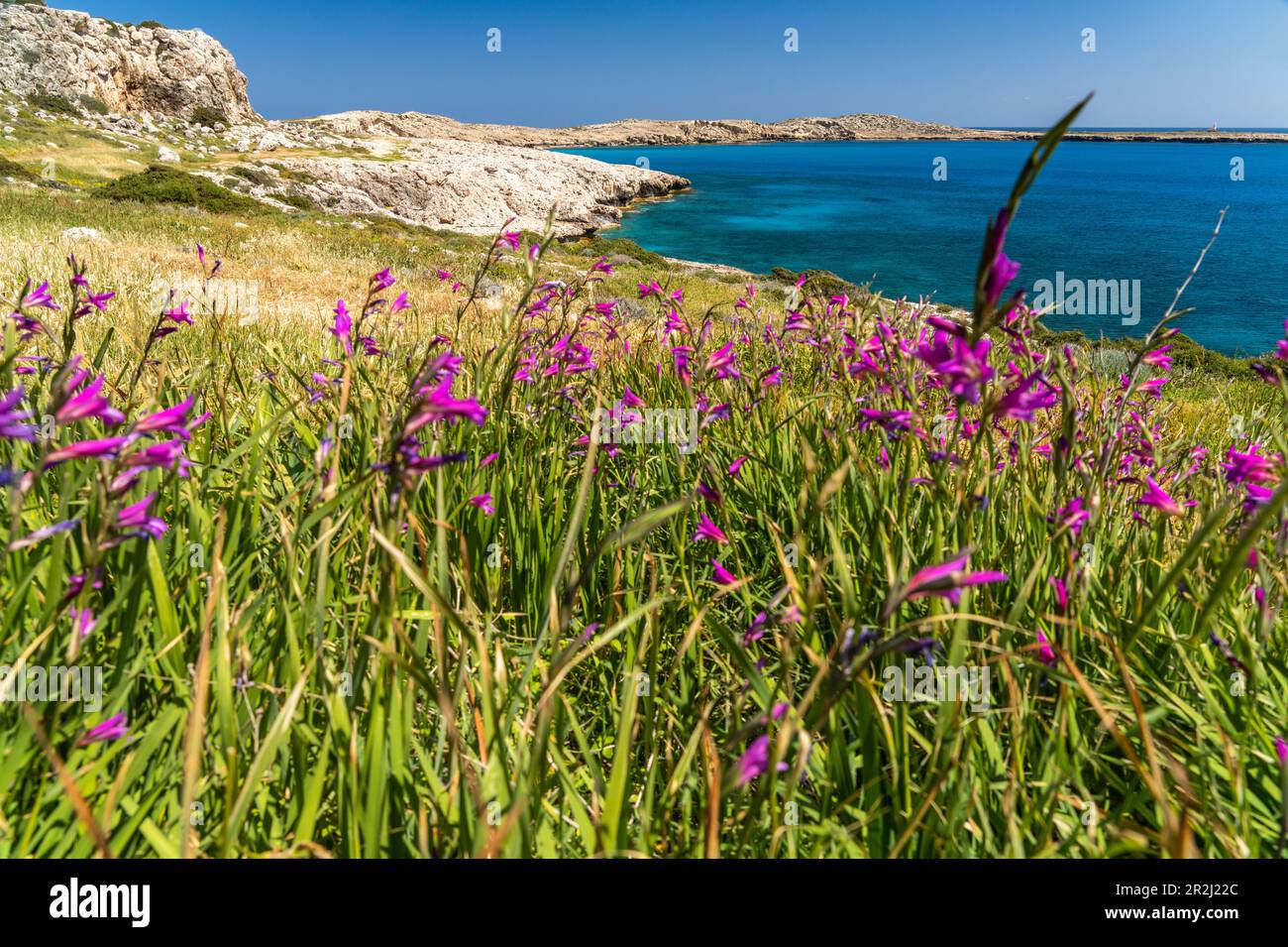 Spring flowers Italian Gladiolus in the landscape of Cape Greco ...