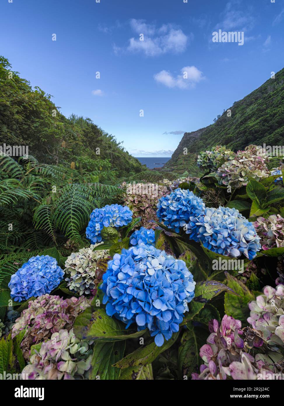 Hydrangea flowers on Flores island, Azores islands, Portugal, Atlantic ...