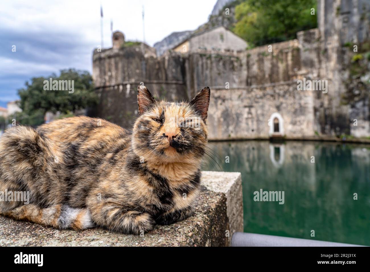 Cat in front of the Venetian city walls in Kotor, Montenegro, Europe ...