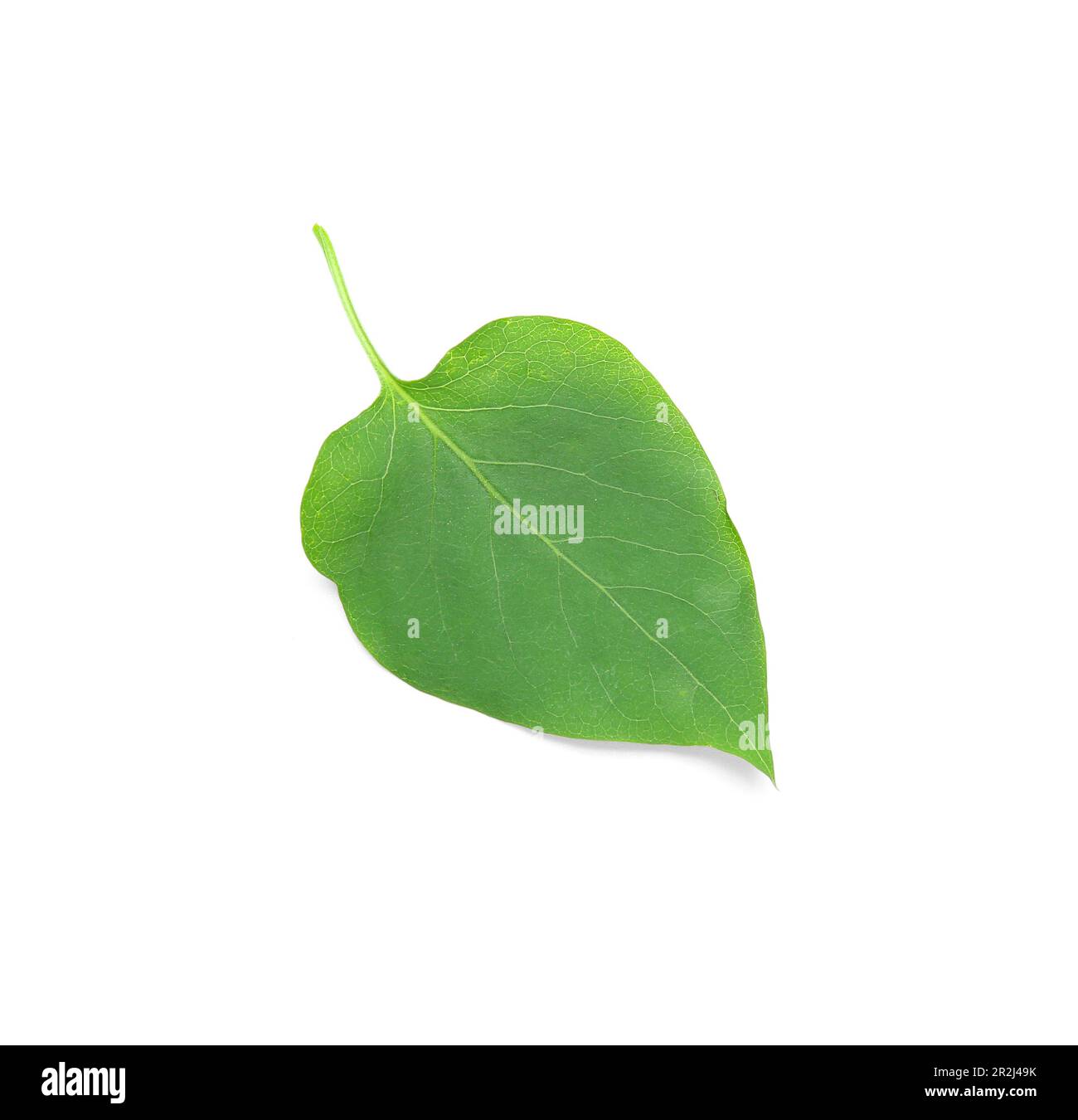 Leaf of lilac flowers isolated on white background Stock Photo - Alamy
