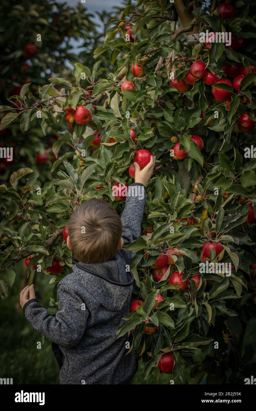 Little boy picks a red apple from the apple tree in Altes Land Stock ...