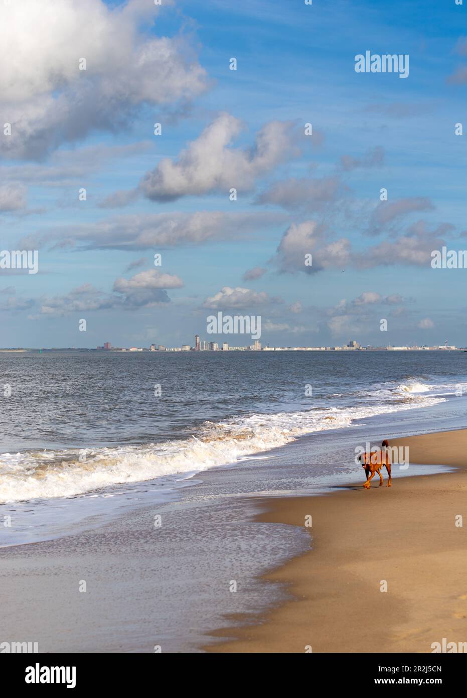 A dog on the beach of Groede in the Zeeland province of the Netherlands ...