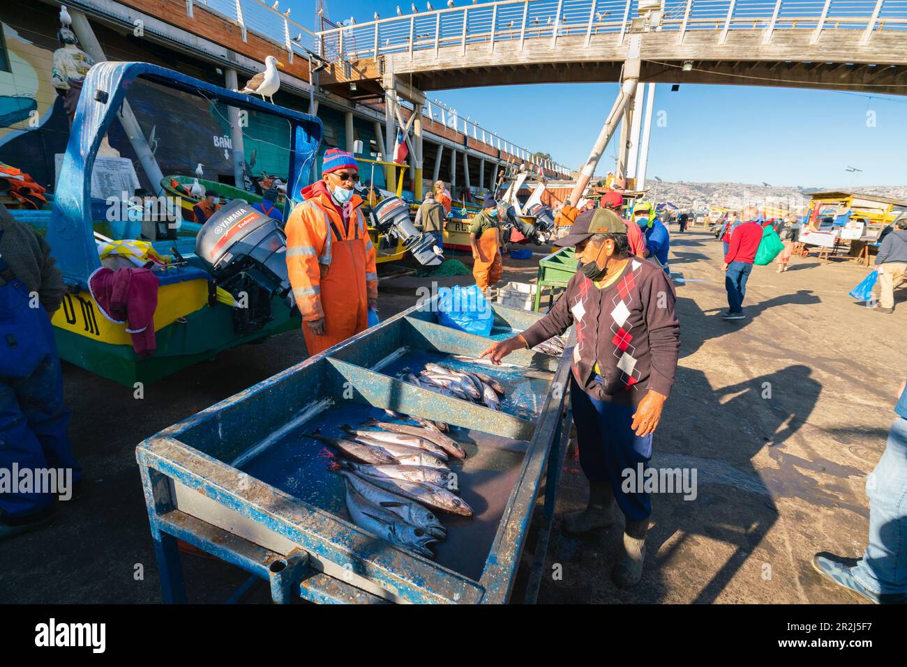 People buying fresh fish at market, Caleta Portales, Valparaiso ...