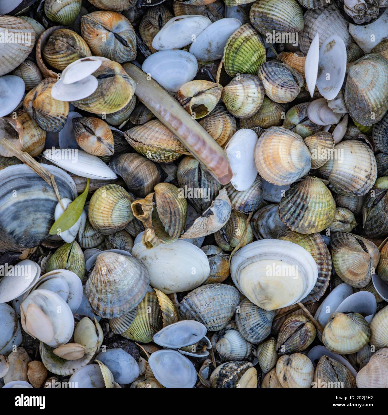 Lots of conch shells on the beach Stock Photo - Alamy