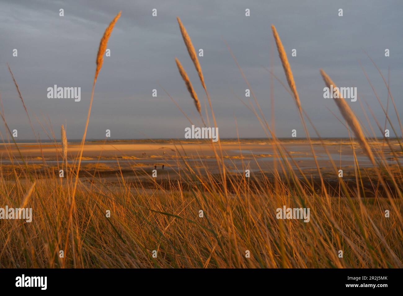 Seagrass near Wittdün on the island of Amrum, Wadden Sea National Park ...