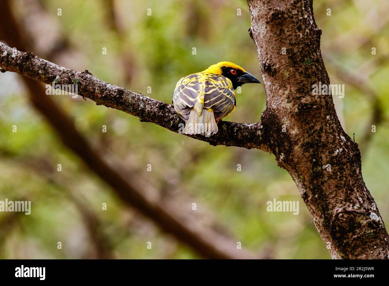 A yellow weaver bird with a prominent eye and pointed beak perched on a ...