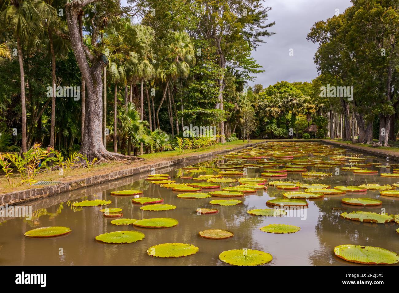 The large water lily pond in the Pamplemousses Botanical Gardens in ...