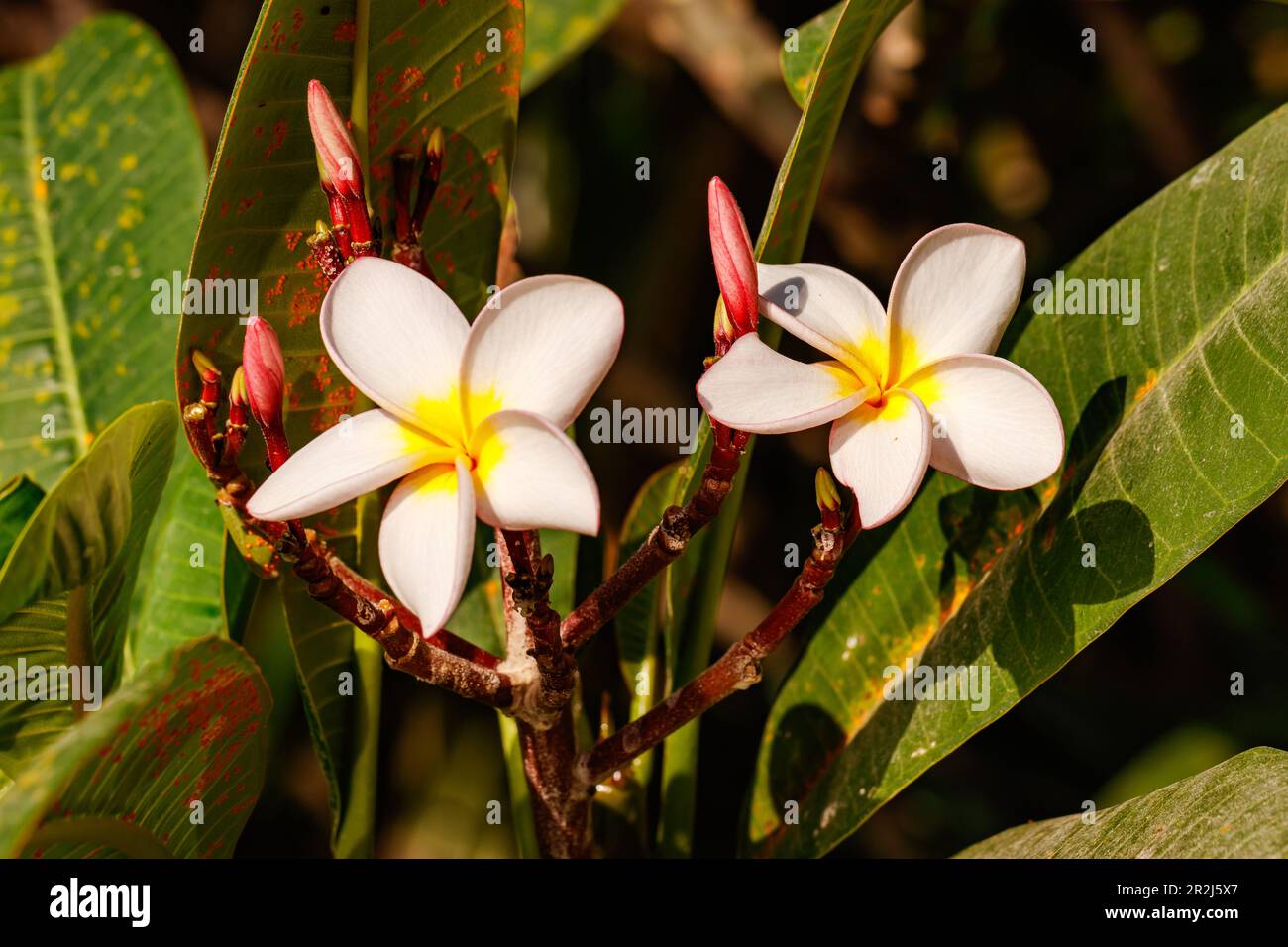 Flowers of a frangipani plant on the tropical island of Mauritius in ...