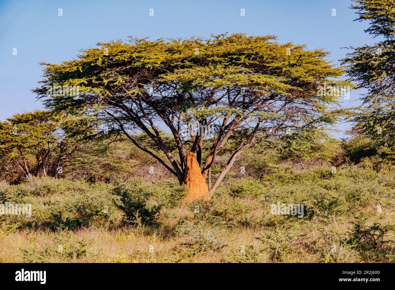 An acacia tree and a red termite mound in the savannah of Namibia ...