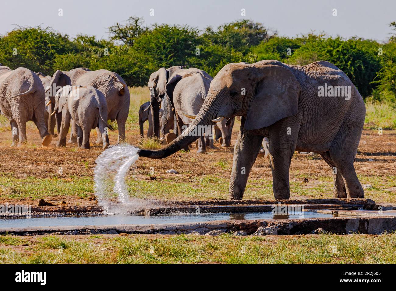 An elephant splashes water around a waterhole with its trunk, Etosha ...