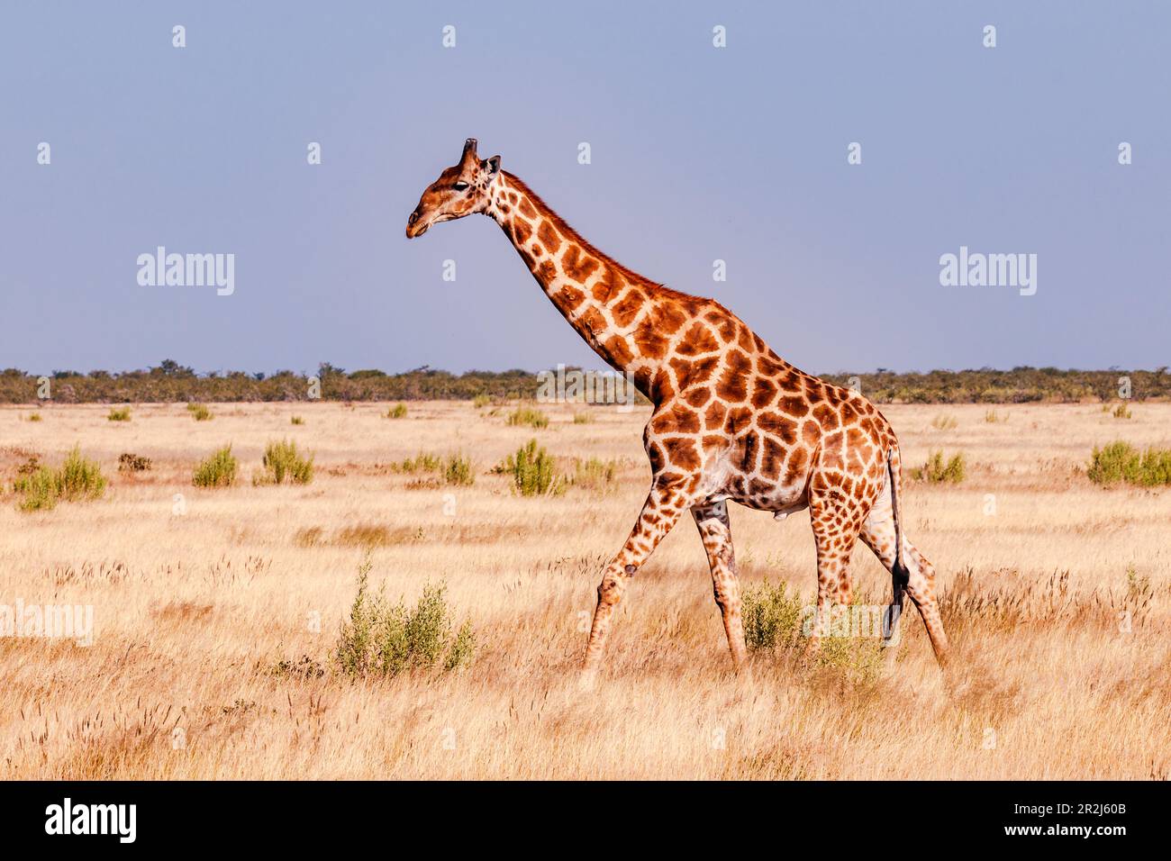 A single giraffe walking in dry grass in the bushland of Naimbia ...