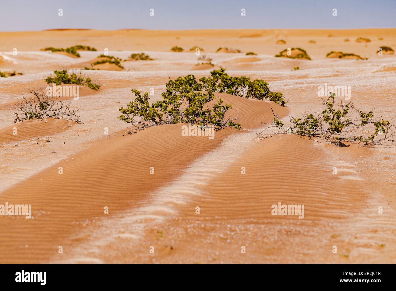 A dollar bush between the sands of the Namib Desert near Swakopmund ...