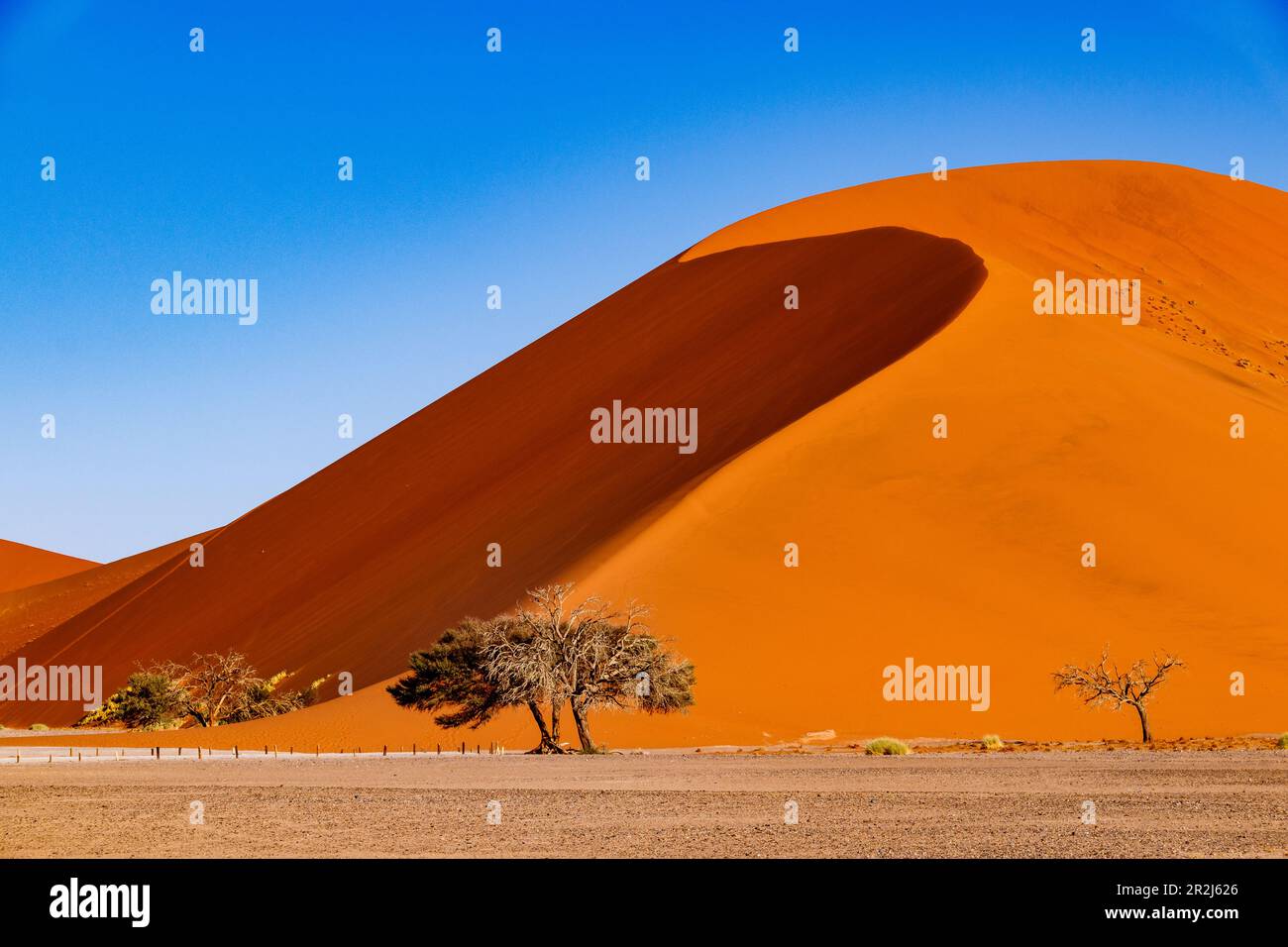Dry trees in front of the huge sand dune 42 against a blue sky ...