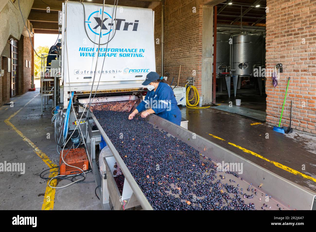 Worker sorting and processing of grapes in El Principal winery, Pirque ...