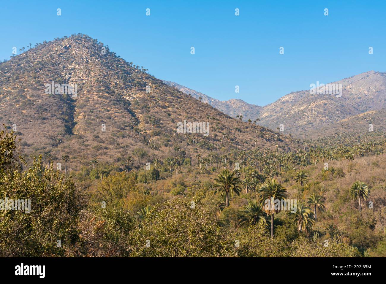 Native trees chile hi-res stock photography and images - Alamy