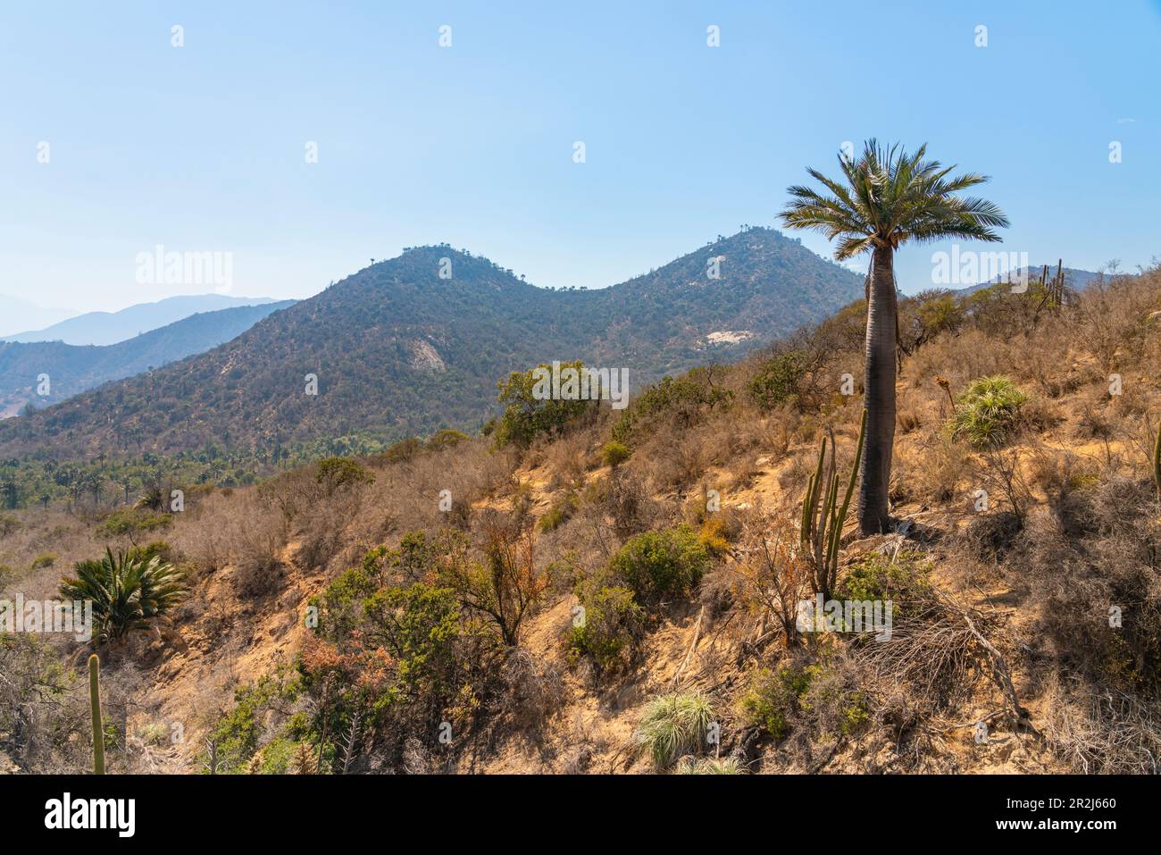 Quillota province hi-res stock photography and images - Alamy