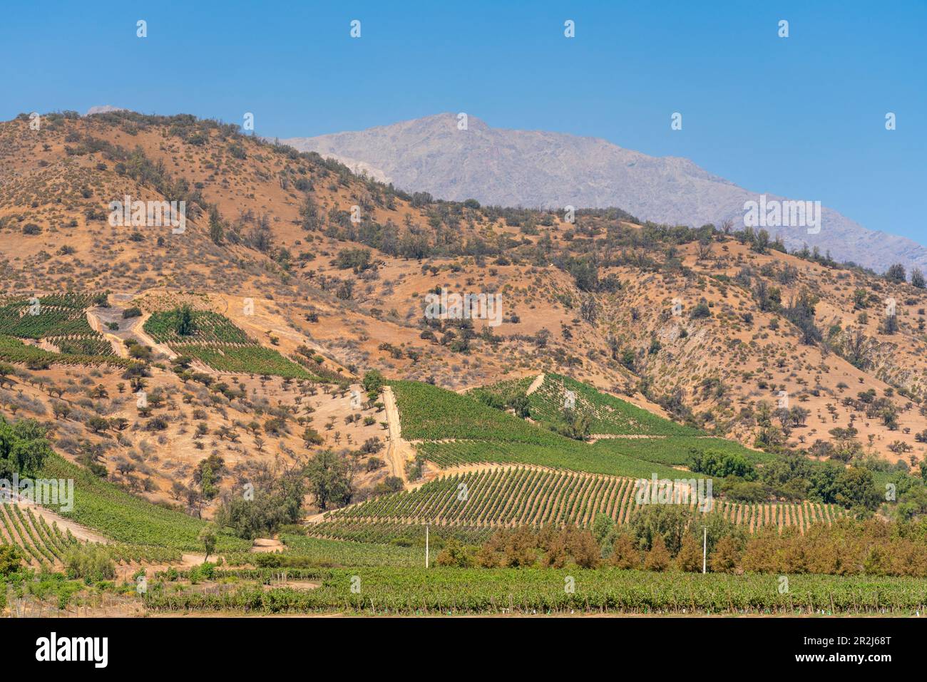 Vineyards with The Andes mountains on horizon, El Principal winery ...