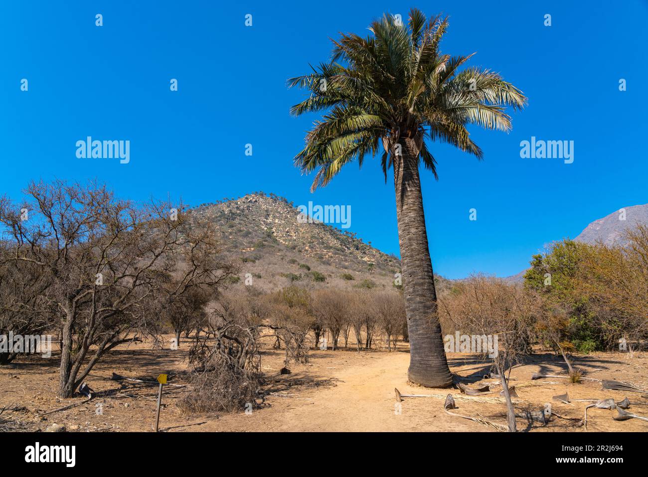 Native Chilean wine palm tree against mountain covered with palm trees ...