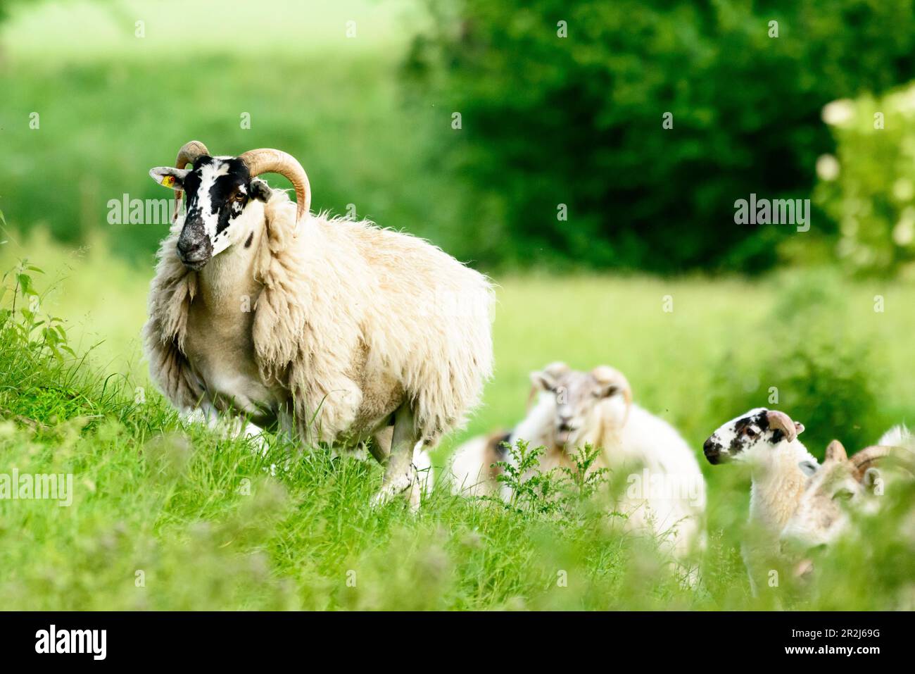 Sheep in the green grass Stock Photo - Alamy