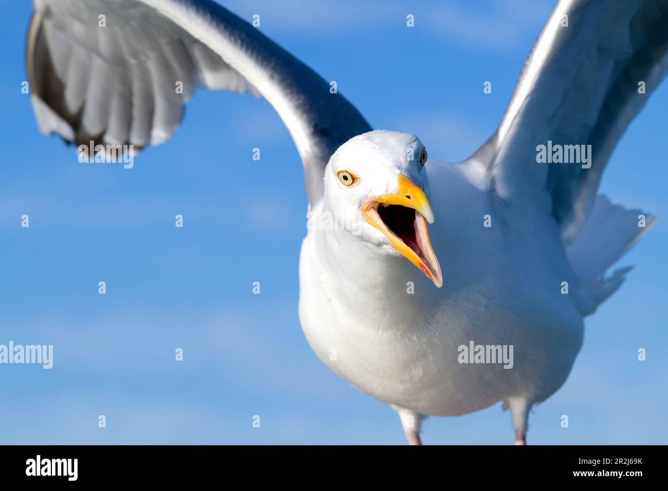 Seagull in flight with beak open Stock Photo - Alamy