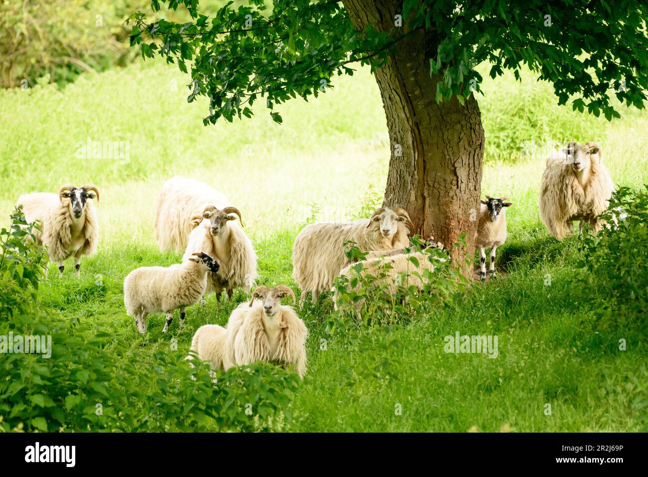Sheep in the green grass under a tree Stock Photo - Alamy